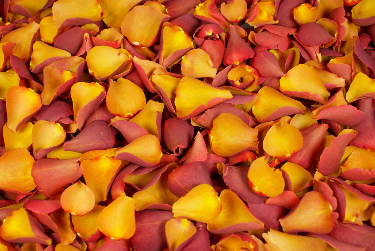 Petales de roses lyophílíses – Orange-jaune – Sweet Colours