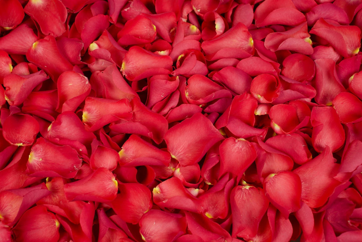 Pétales de roses lyophílíses - Corail – Sweet Colours