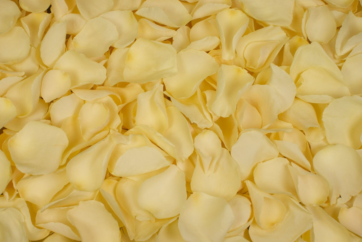 Pétales de roses lyophílíses - Crème – Sweet Colours