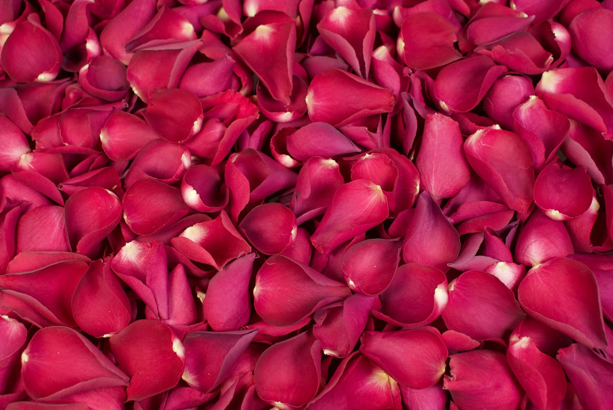Pétales de roses lyophílíses – Grenat – Sweet Colours