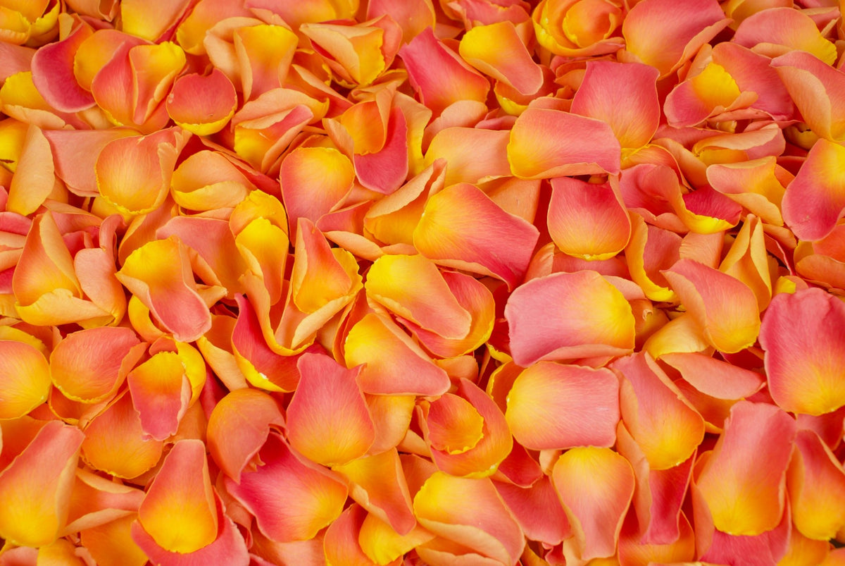 Pétales de roses lyophílíses - Rose et pêche – Sweet Colours
