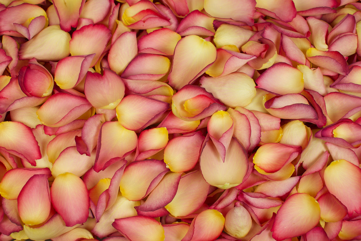 Pétales de roses lyophílíses - Rose flamboyant – Sweet Colours