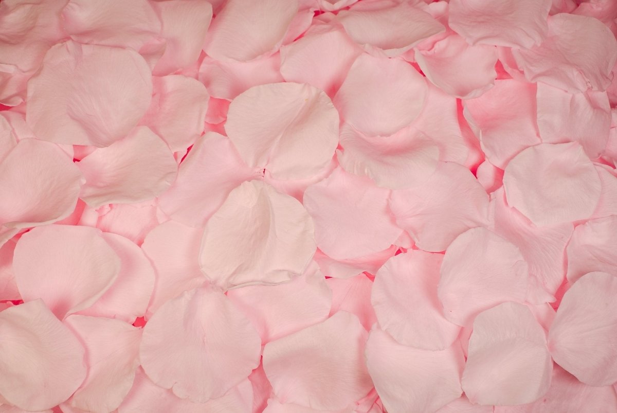 Pétales de roses conservés – Rose pâle – Sweet Colours