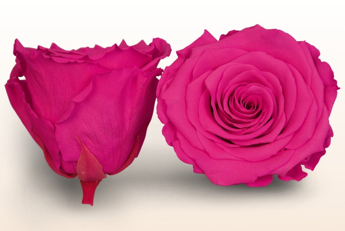 Roses conservées - Rose vif – Sweet Colours