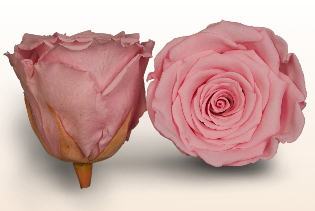 Roses conservées – Rose pâle – Sweet Colours