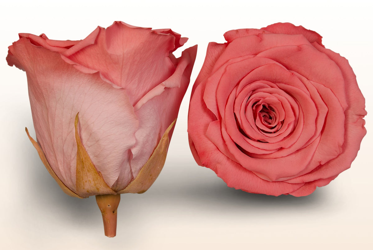 Roses conservées - Rose saumon-blanc – Sweet Colours